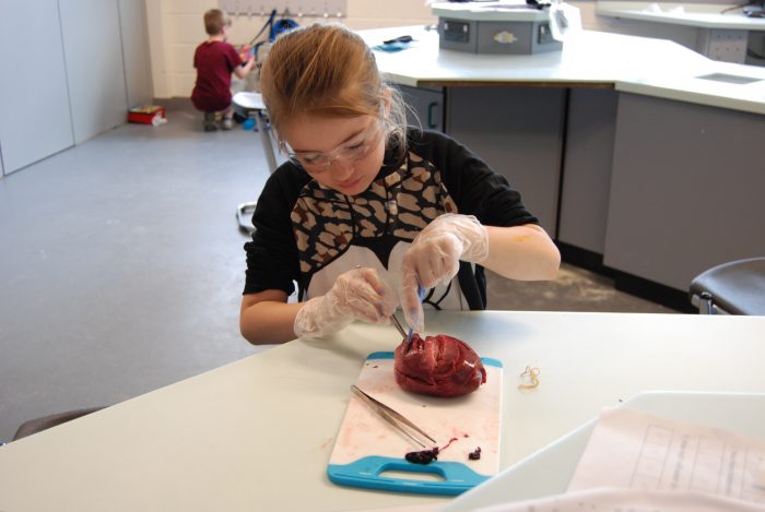 Circulation and Heart Dissection workshop
